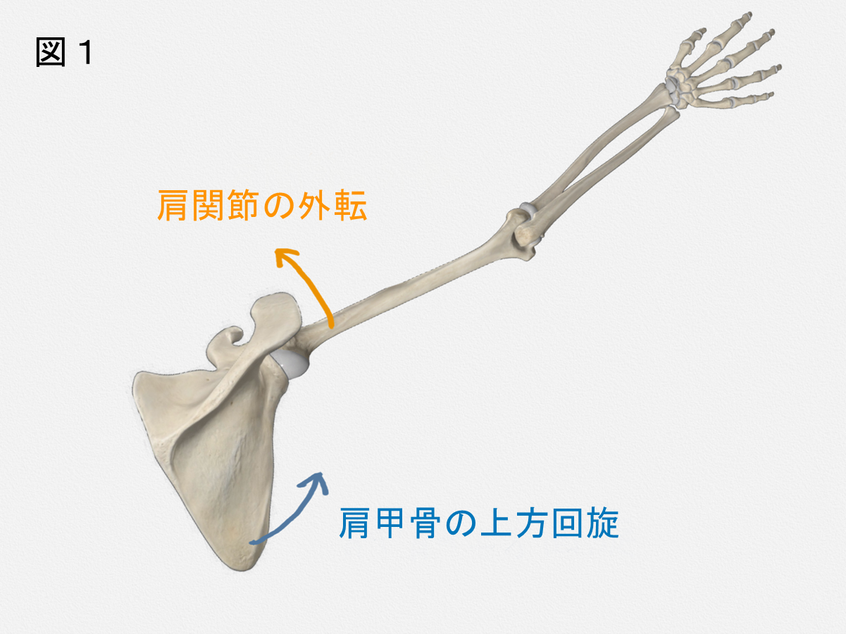 アスレティックトレーナー（JSPO-AT）として必要なスキルを実技試験から読み解く！～part4～ - 大阪ハイテクノロジー専門学校