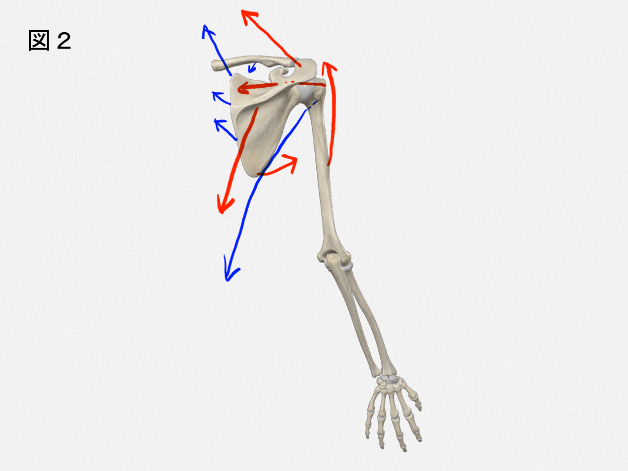 アスレティックトレーナー（JSPO-AT）として必要なスキルを実技試験から読み解く！～part4～ - 大阪ハイテクノロジー専門学校