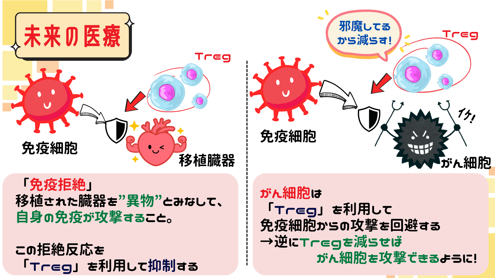 ノーベル生理学・医学賞受賞！免疫の暴走を防ぐ「制御性T細胞(Treg)」について解説！ - 大阪ハイテクノロジー専門学校